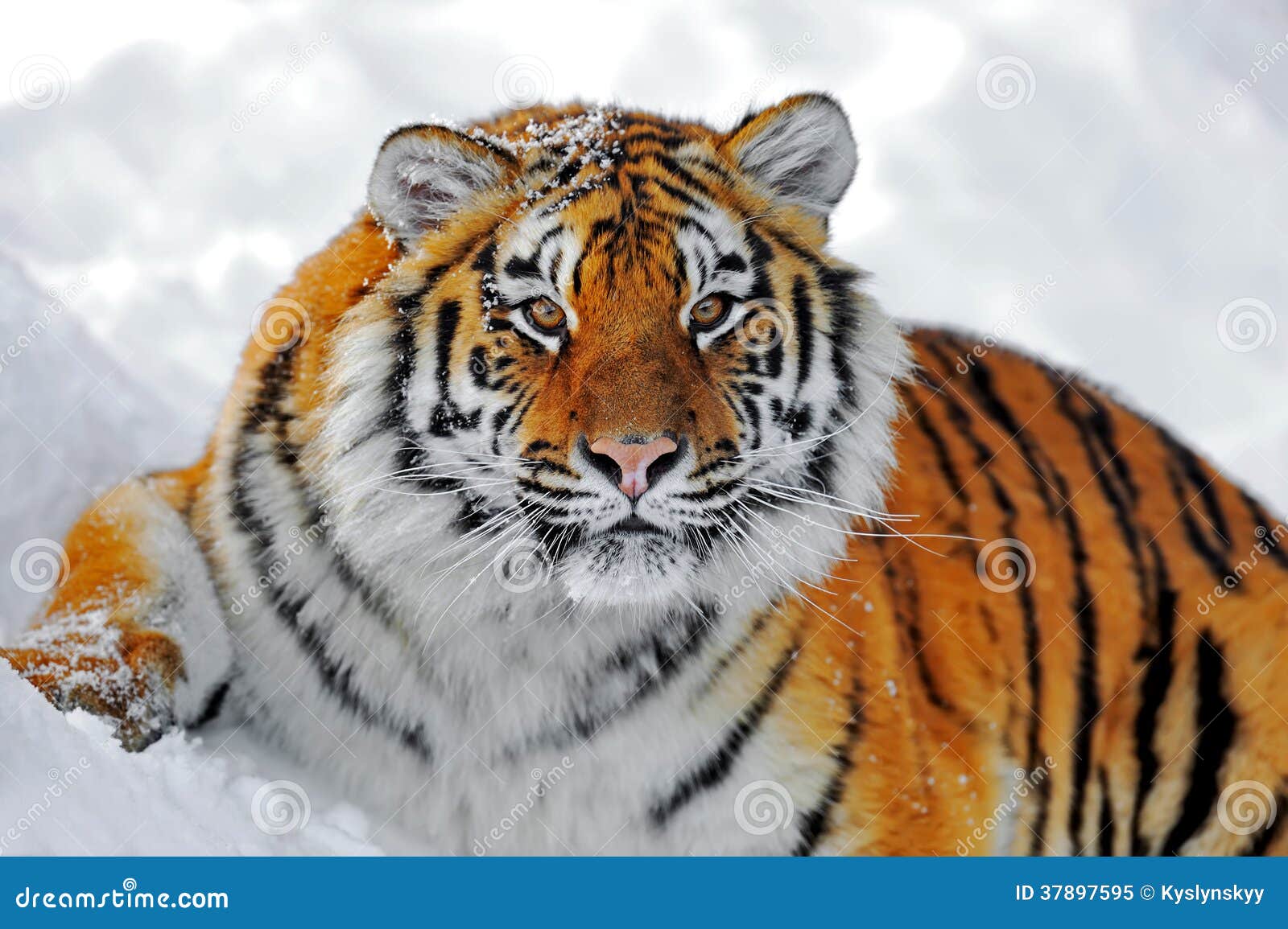 Tigre dell'Amur immagine stock. Immagine di predatori - 37897595