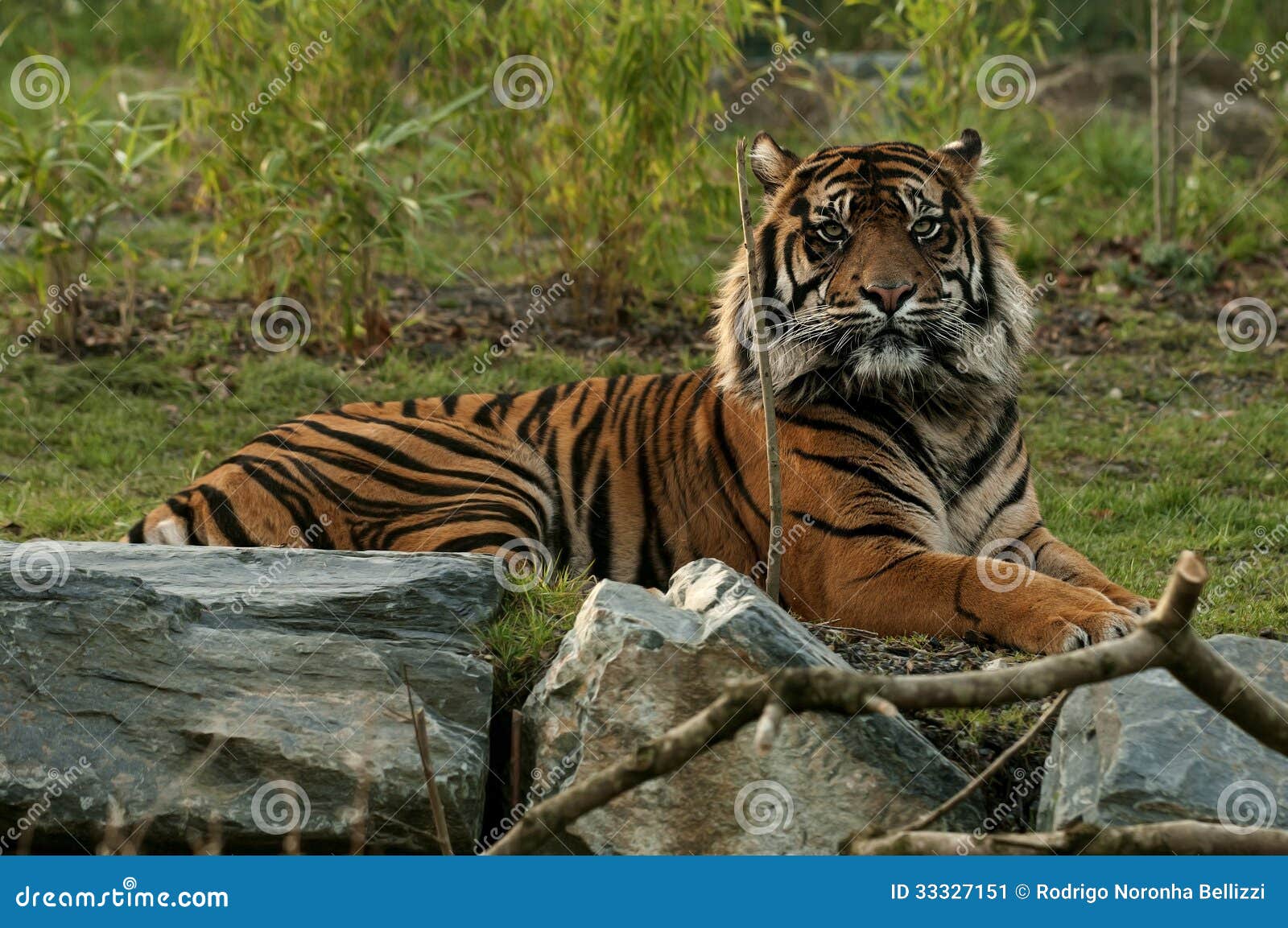 Tigre, descansando imagen de archivo. Imagen de cansado - 33327151