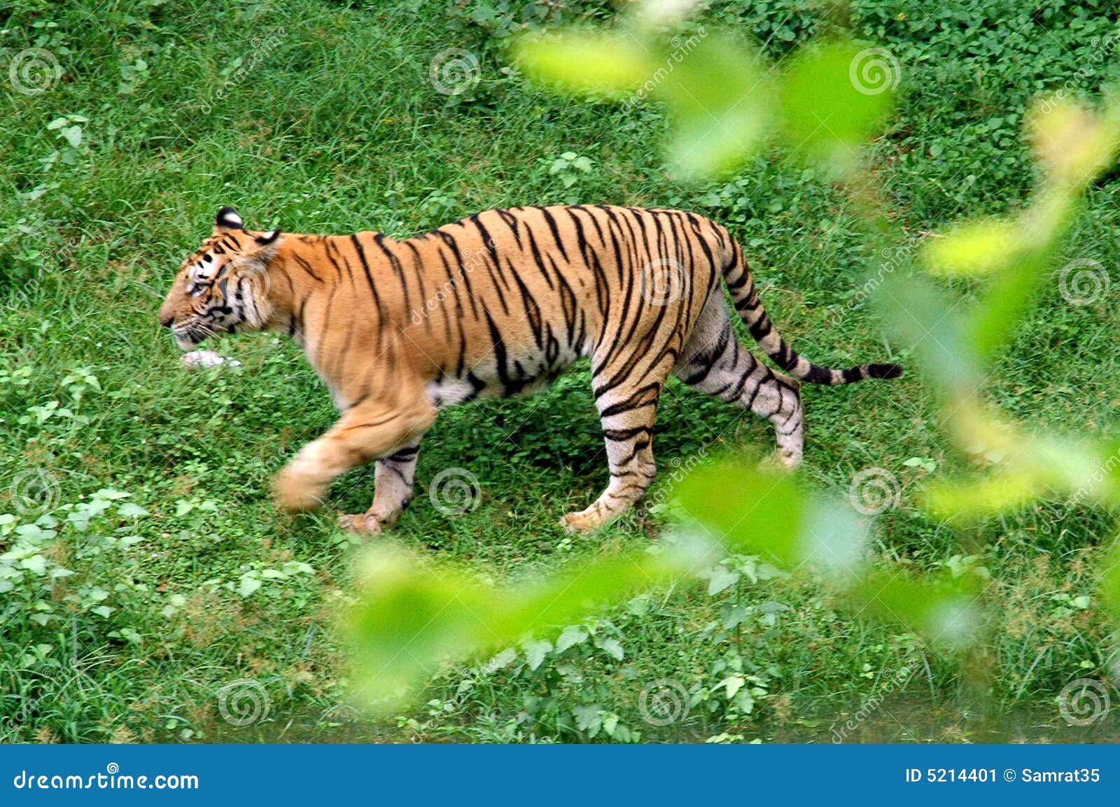 Tigre di Bengala reale. immagine stock. Immagine di tigre - 5214401