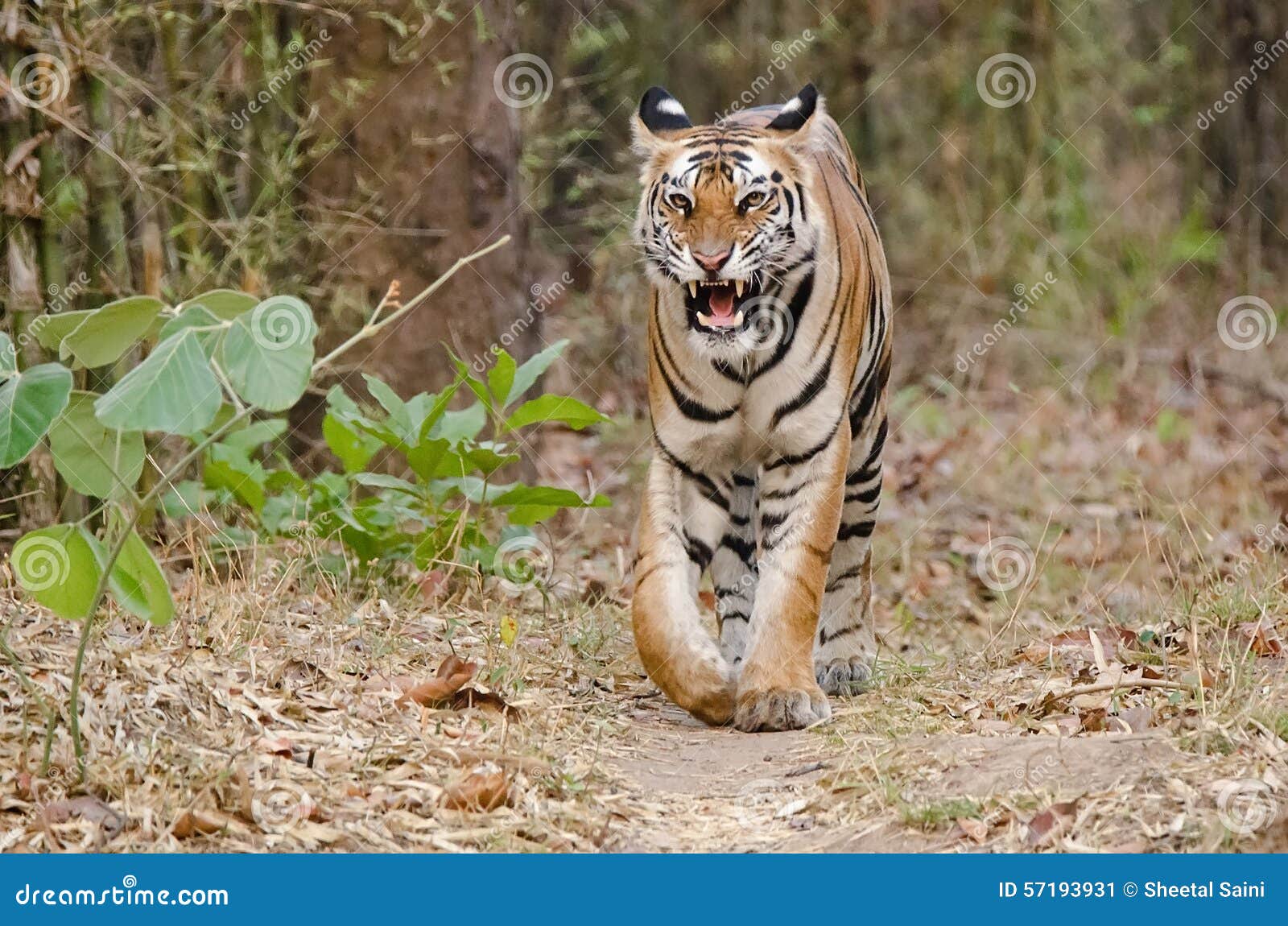 Tigre di Bengala reale immagine stock. Immagine di faccia - 57193931