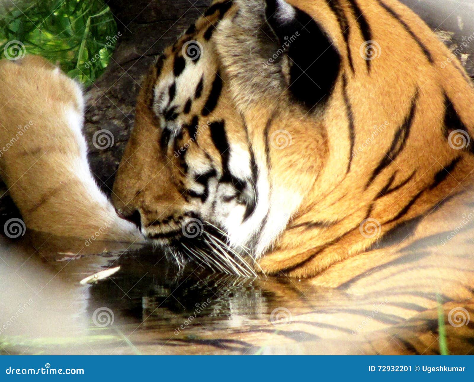 Tigre Di Bengala Reale, India Immagine Stock - Immagine di grande ...