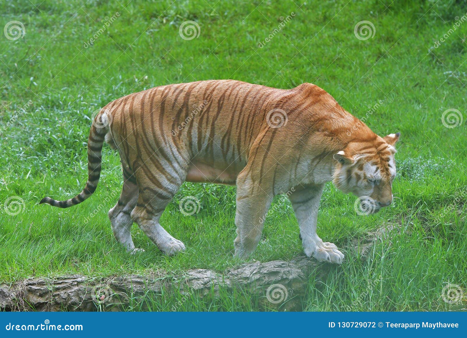 Tigre dourado foto de stock. Imagem de animal, ouro - 130729072