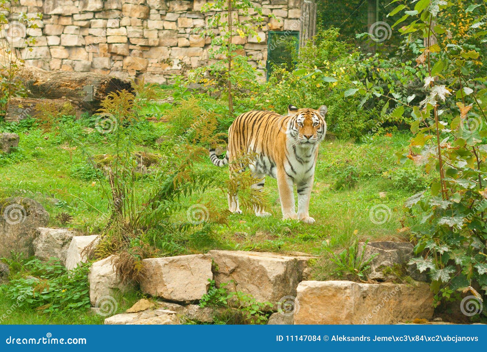 Tigre en naturaleza verde foto de archivo. Imagen de fuerza - 11147084