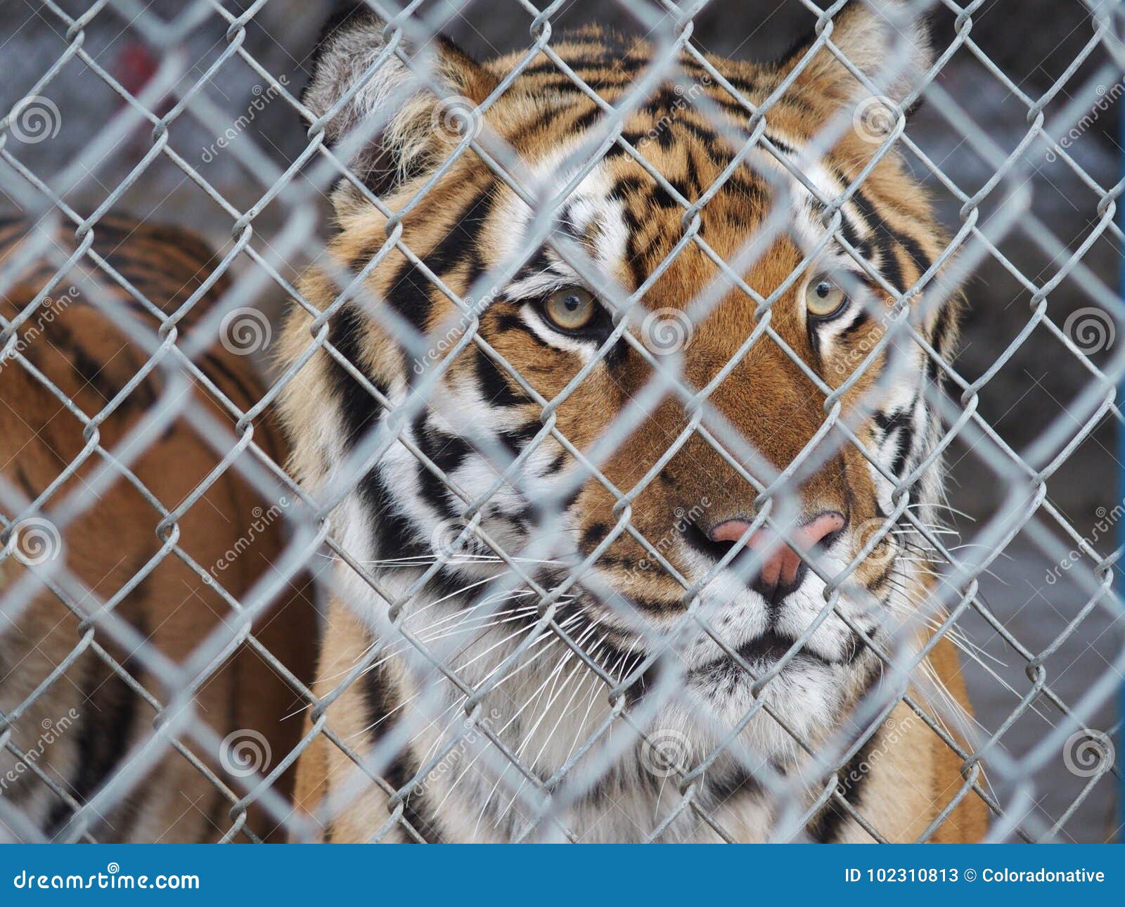 Tigre enjaulado imagen de archivo. Imagen de endangered - 102310813