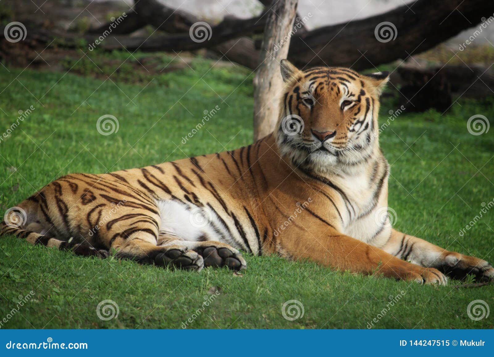 Tigre Et X28 ; Tiger& X29 Du Bengale ; Image stock - Image du nature ...