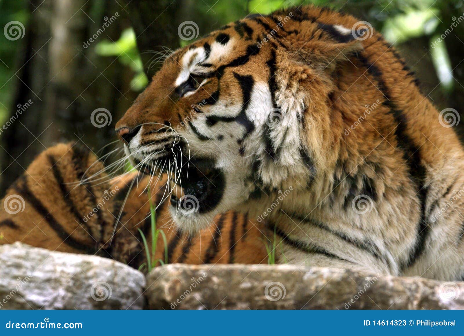 Tigre féroce image stock. Image du nature, faune, félin - 14614323