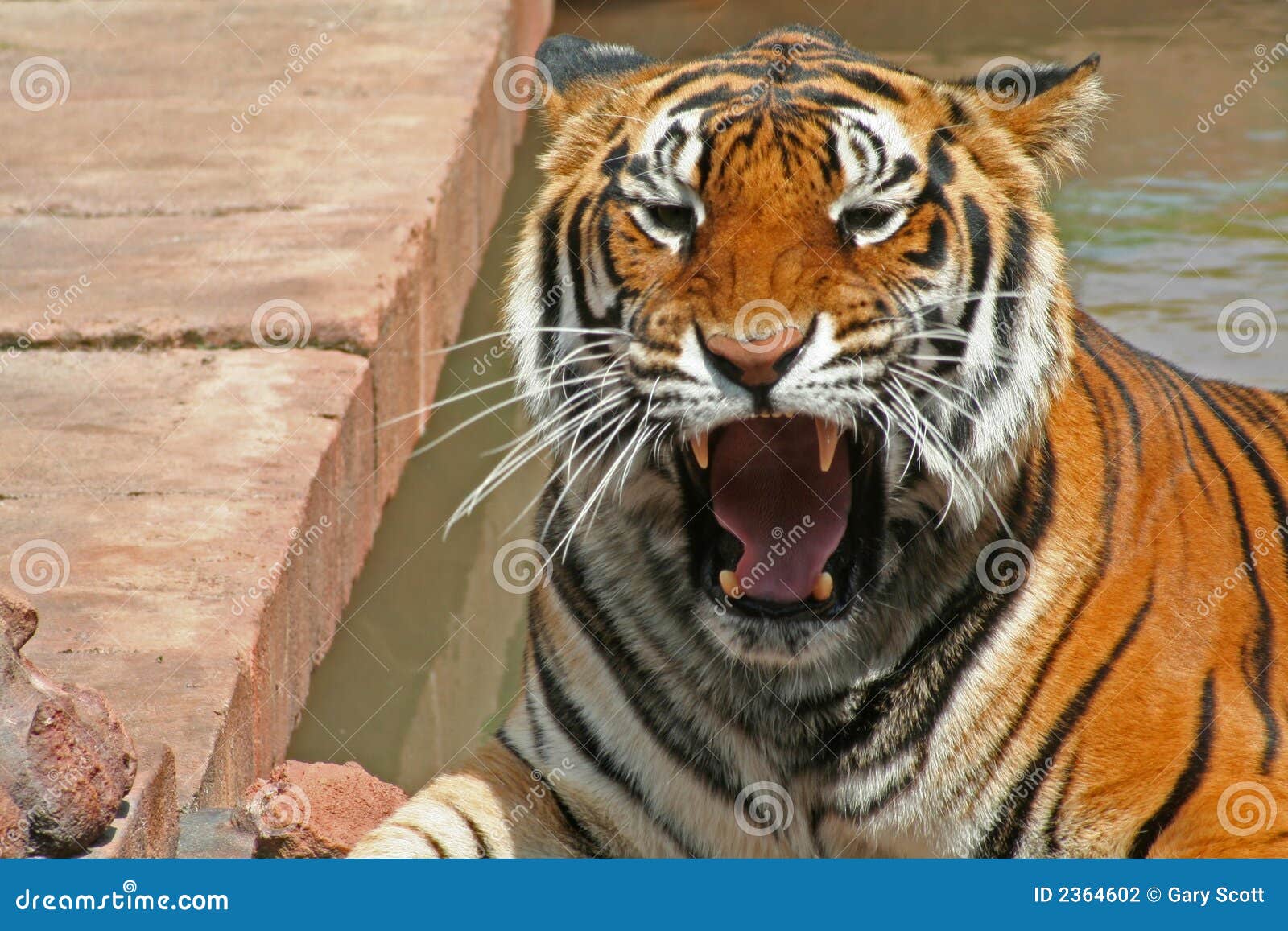 Tigre feroce fotografia stock. Immagine di ringhio, tigre - 2364602
