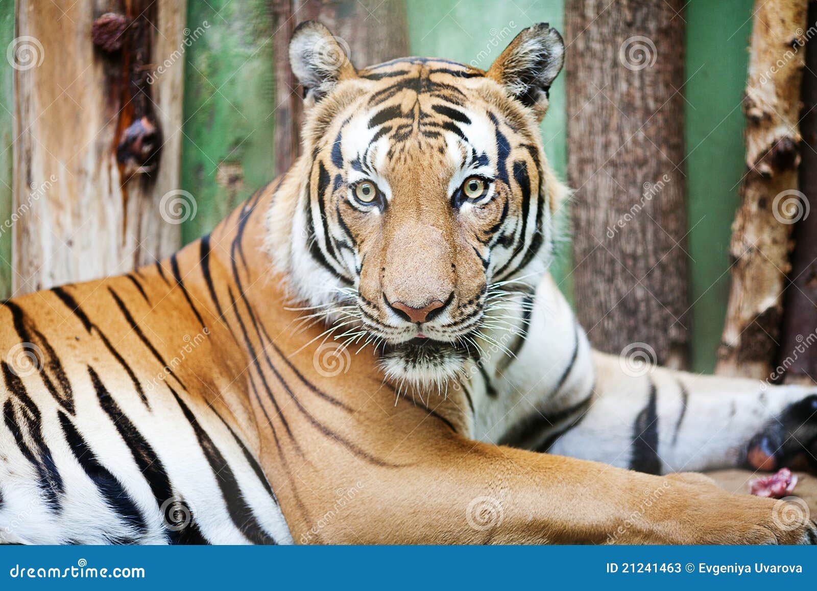 Tigre grande hermoso imagen de archivo. Imagen de frente - 21241463