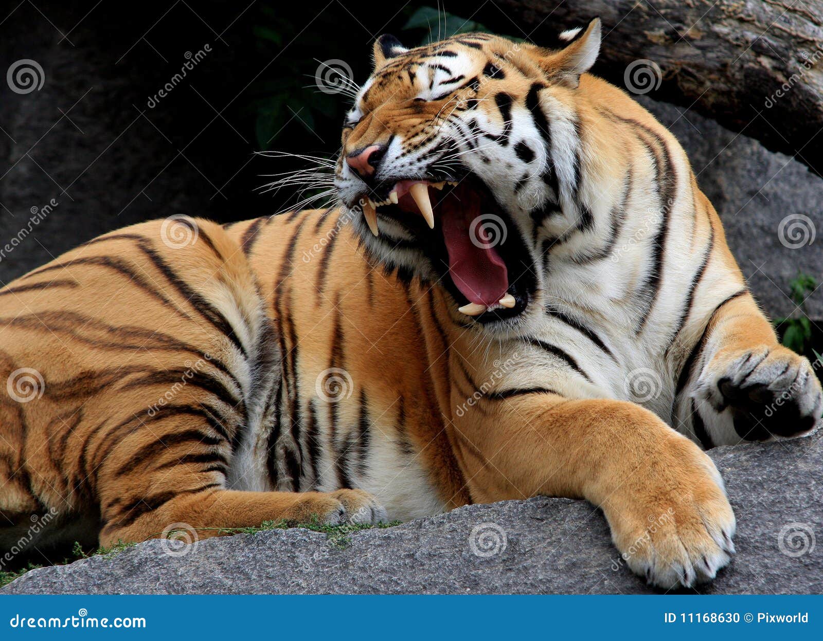 Tigre irritado foto de stock. Imagem de rugido, raiva - 11168630