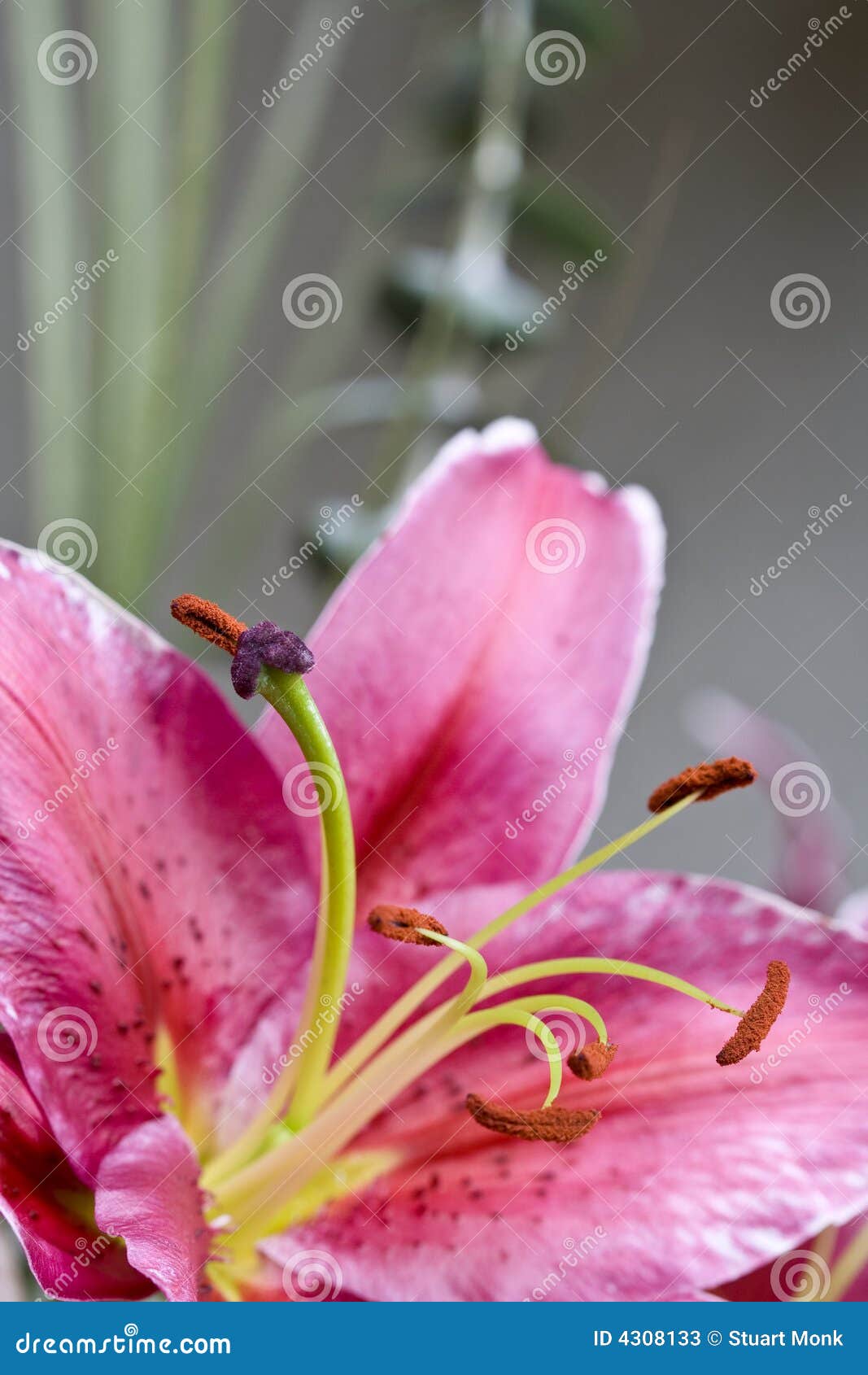 Tigre lilly image stock. Image du vert, vivant, flore - 4308133