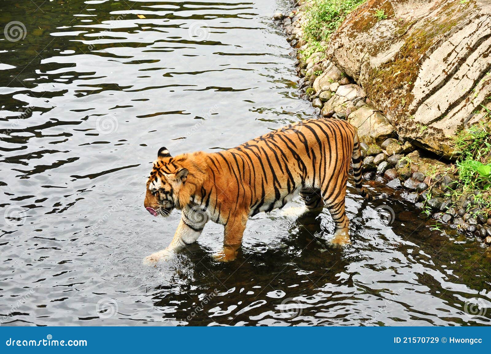 Tigre no rio imagem de stock. Imagem de wildlife, naturalizado - 21570729