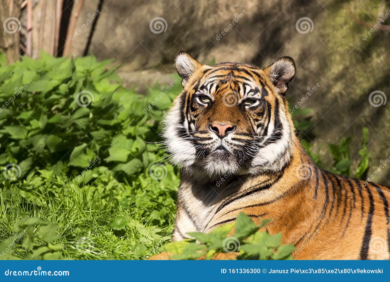 Tigre num retrato foto de stock. Imagem de olhos, listrado - 161336300