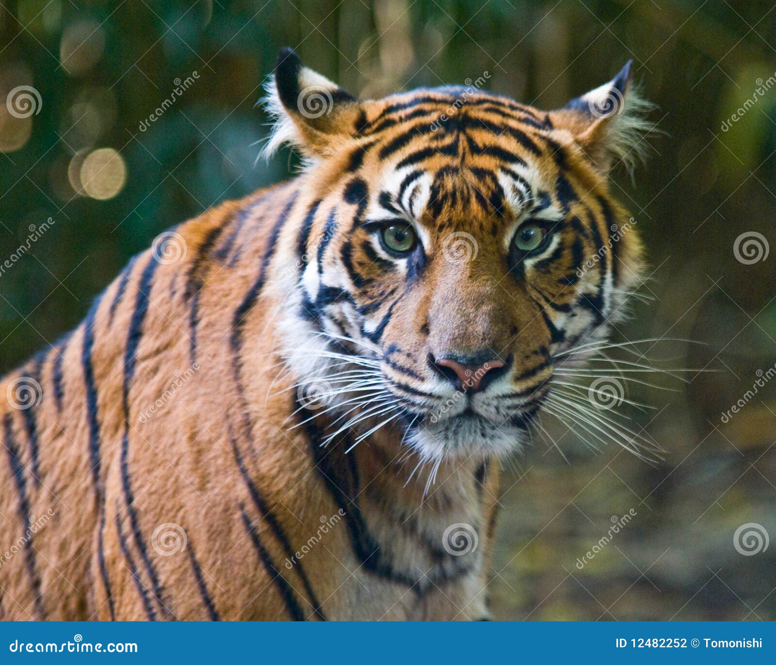 Tigre - ojos verdes foto de archivo. Imagen de rayas - 12482252