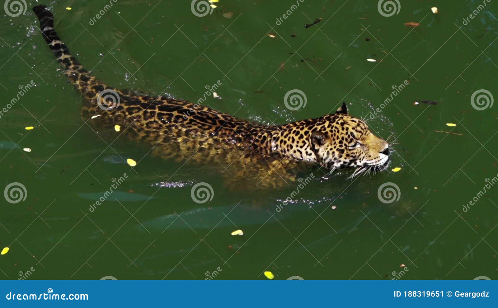 Tigre Pantera Negra Comiendo Cebo Almacen De Video - Vídeo de bosque ...