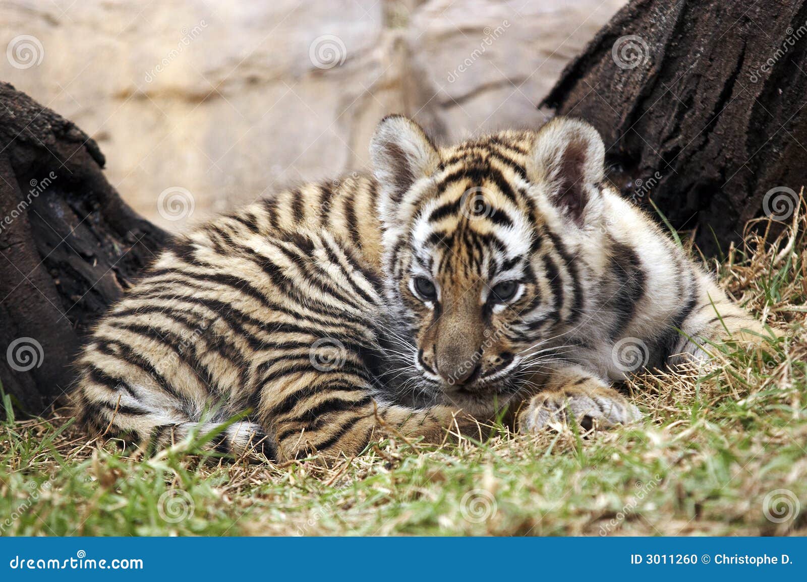Tigre pequeno foto de stock. Imagem de nave, filhote, bebê - 3011260