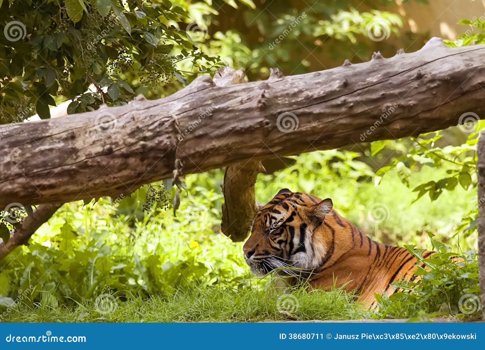 Tigre Que Descansa En Un Claro Imagen de archivo - Imagen de cazador ...