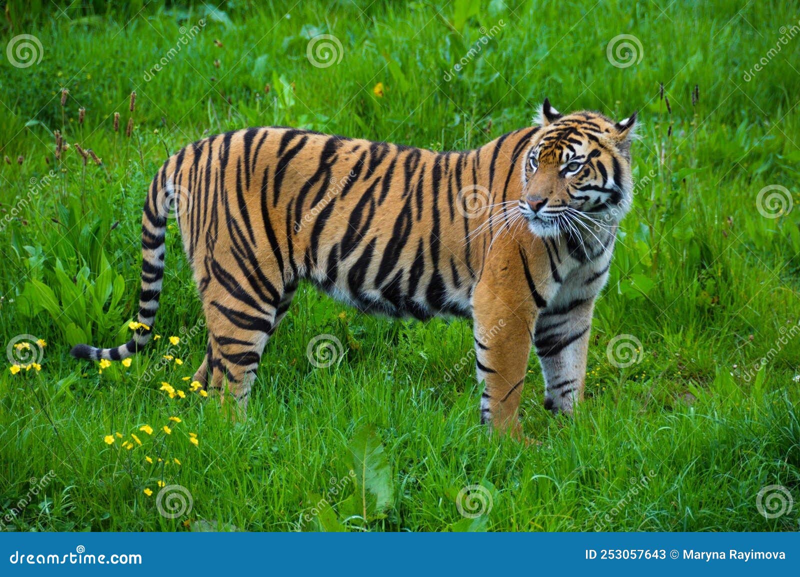 Tigre a Rayas En El Pasto En Un Claro Imagen de archivo - Imagen de ...