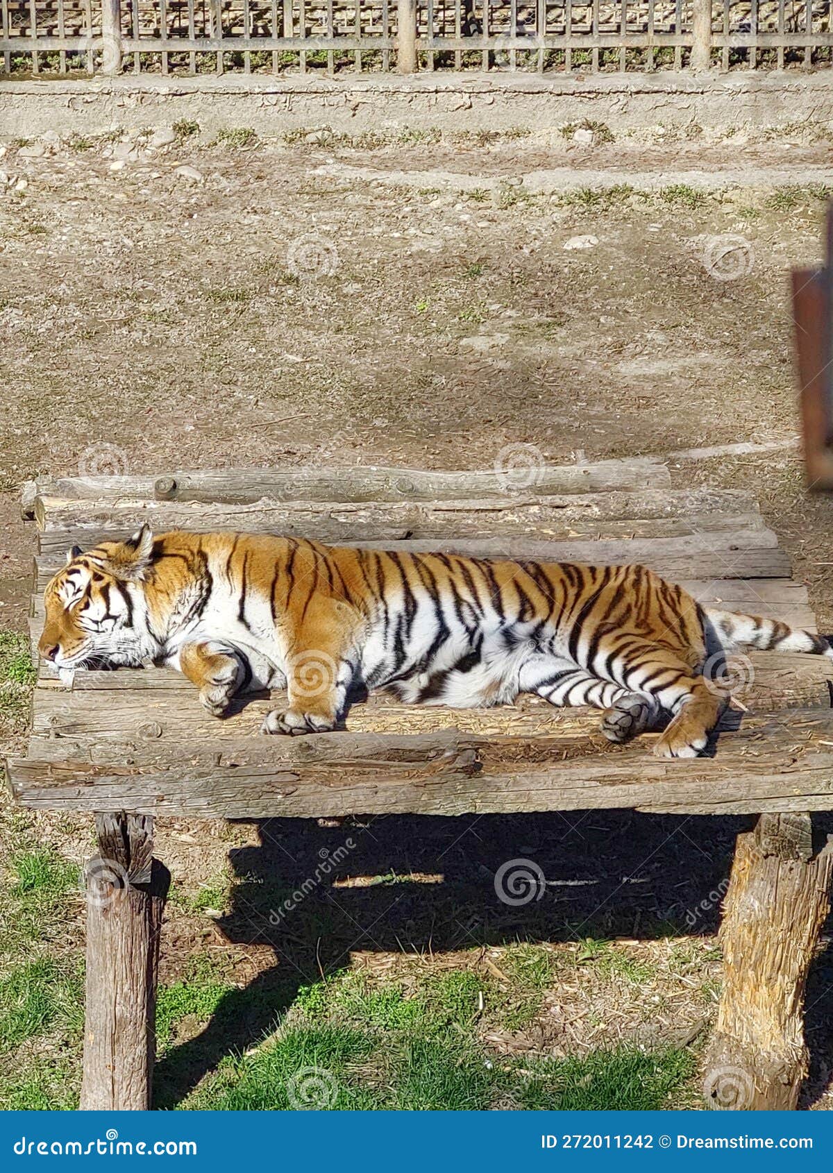 Tigre salvaje durmiendo foto de archivo. Imagen de tigre - 272011242