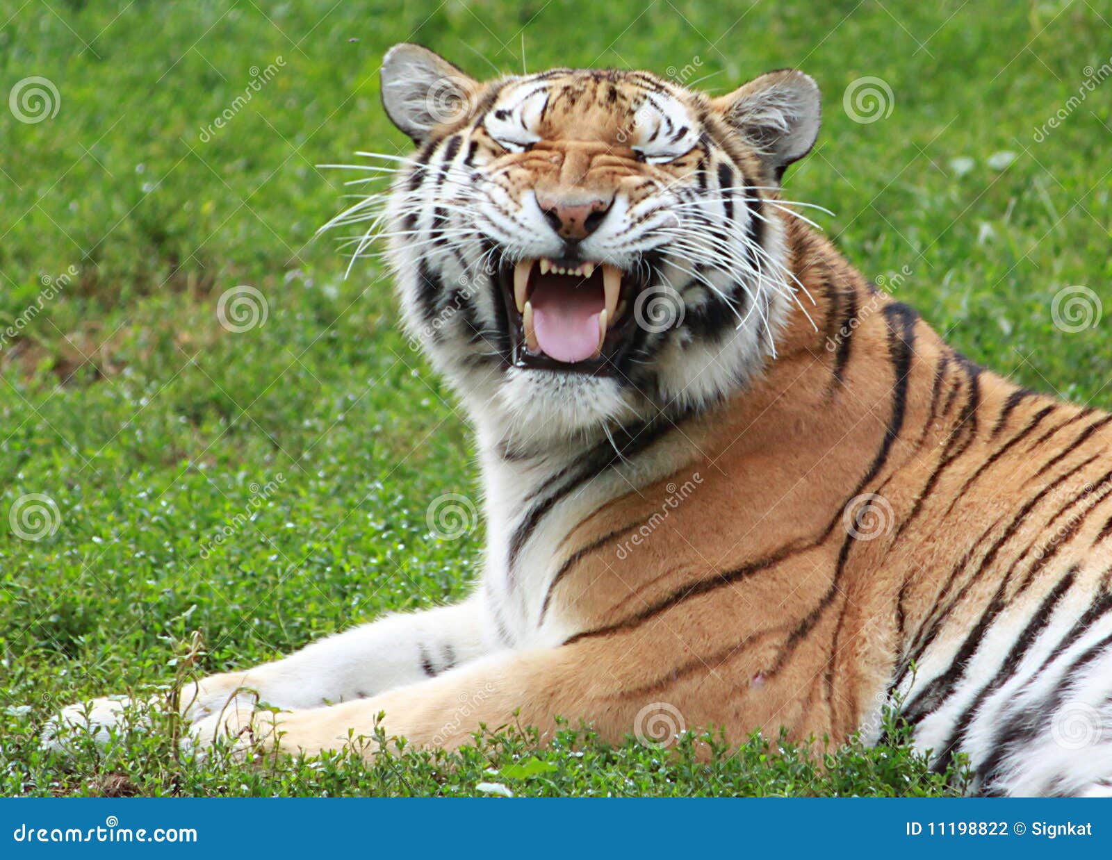 Tigre Siberiana Che Fa Fronte Divertente Fotografia Stock - Immagine di ...