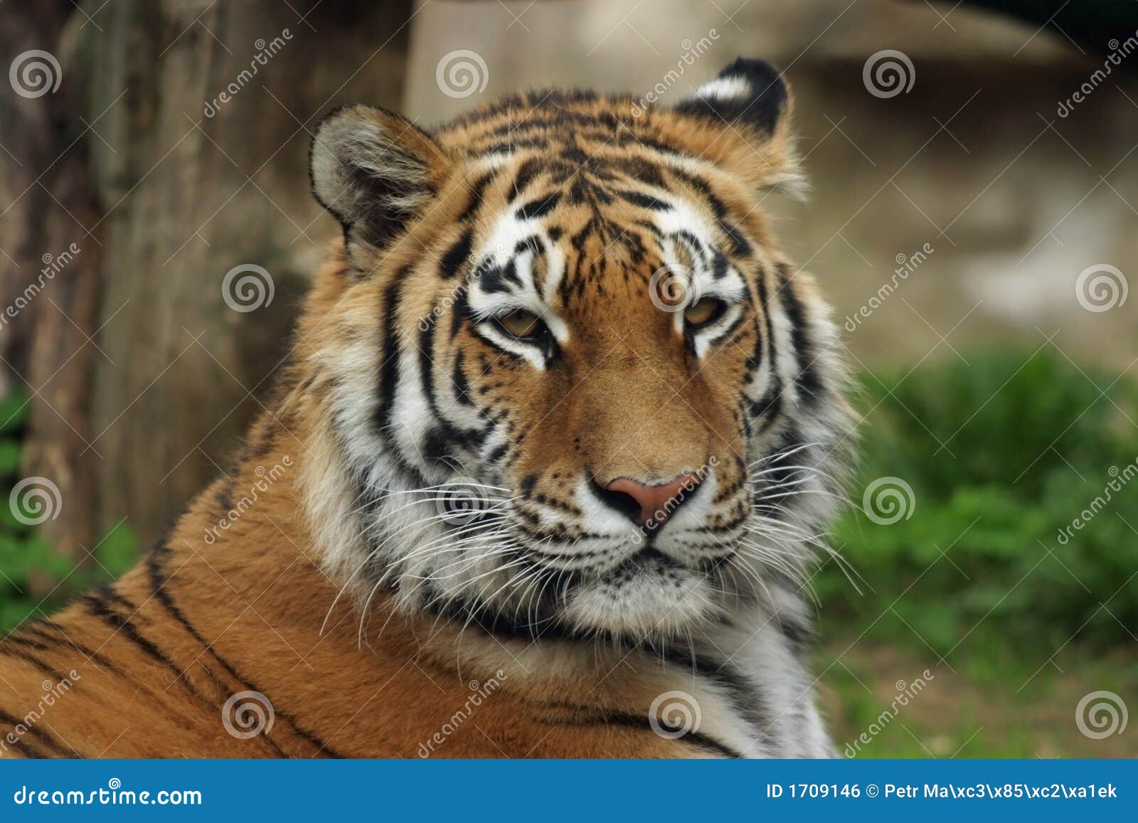 Tigre Siberiano, Tigre De Amur Foto de archivo - Imagen de tigre, pista ...