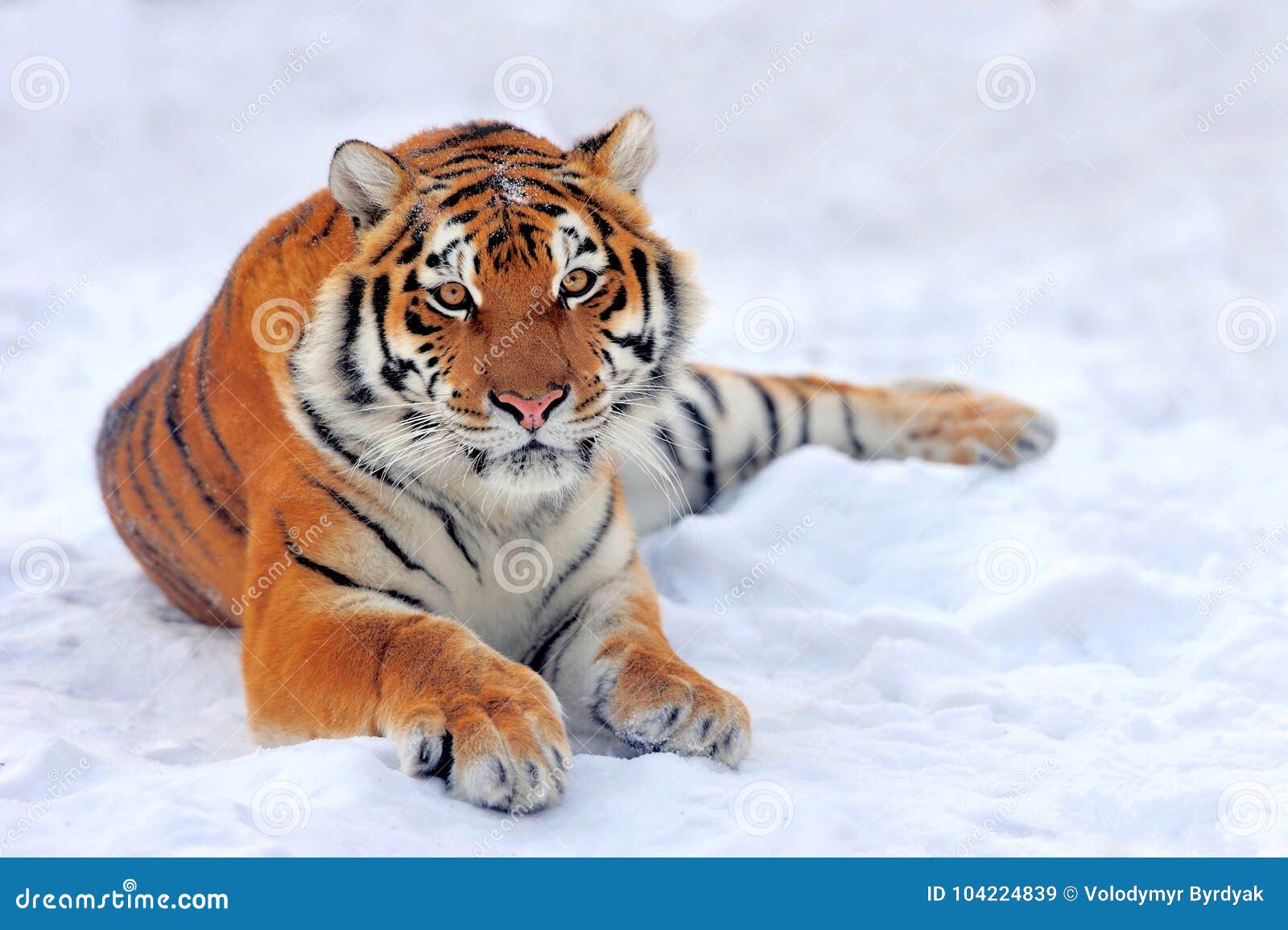 Tigre su neve immagine stock. Immagine di felino, pelliccia - 104224839
