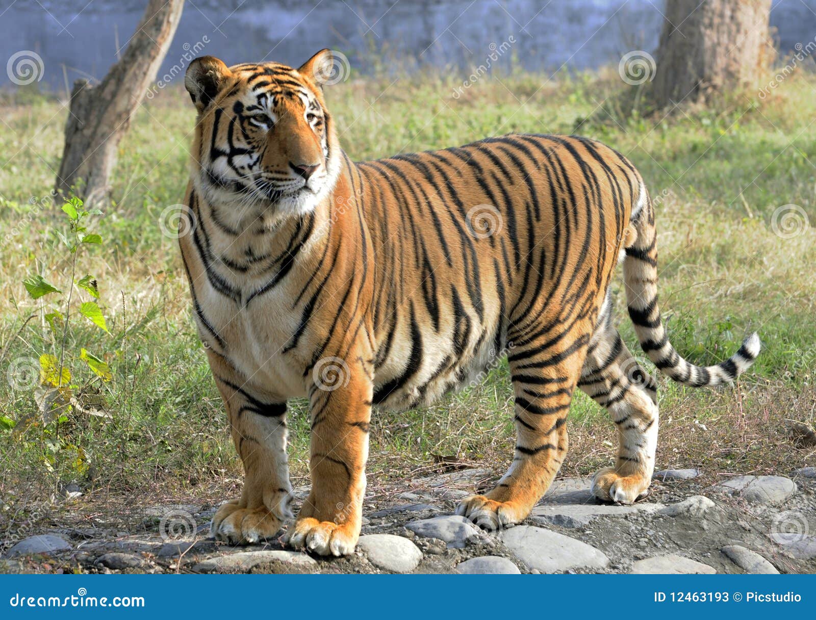 Tigresa embarazada imagen de archivo. Imagen de salvaje - 12463193