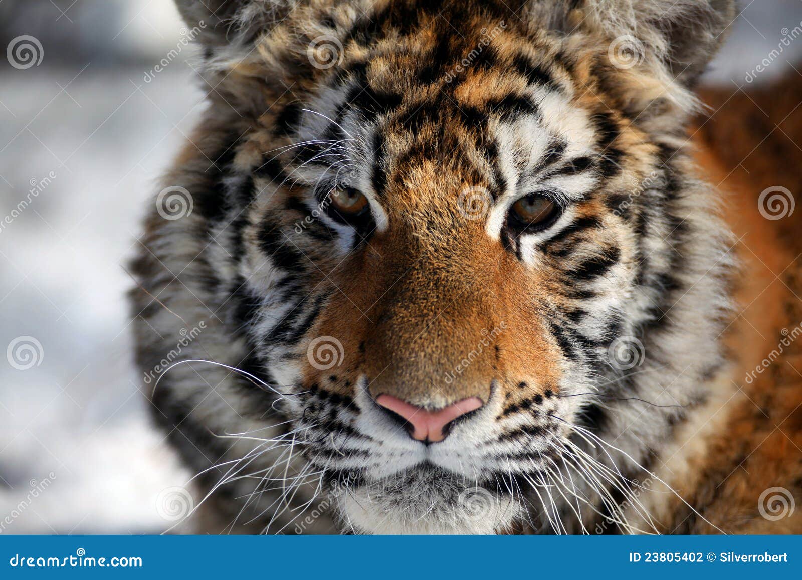 The Tigress stock photo. Image of conservation, female - 23805402