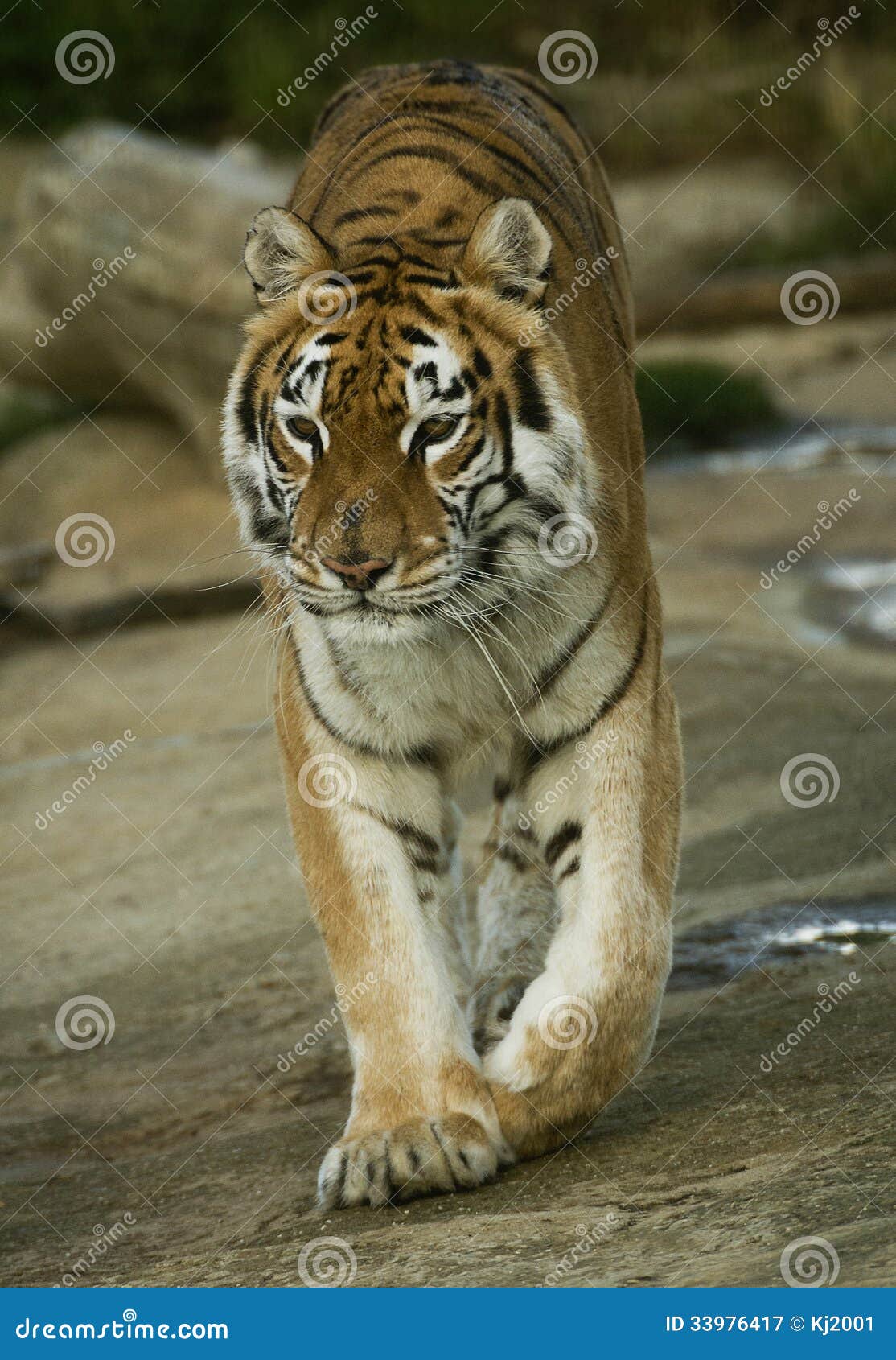 Tigress On A Move At Tadoba Tiger Reserve Maharashtra,India Royalty ...