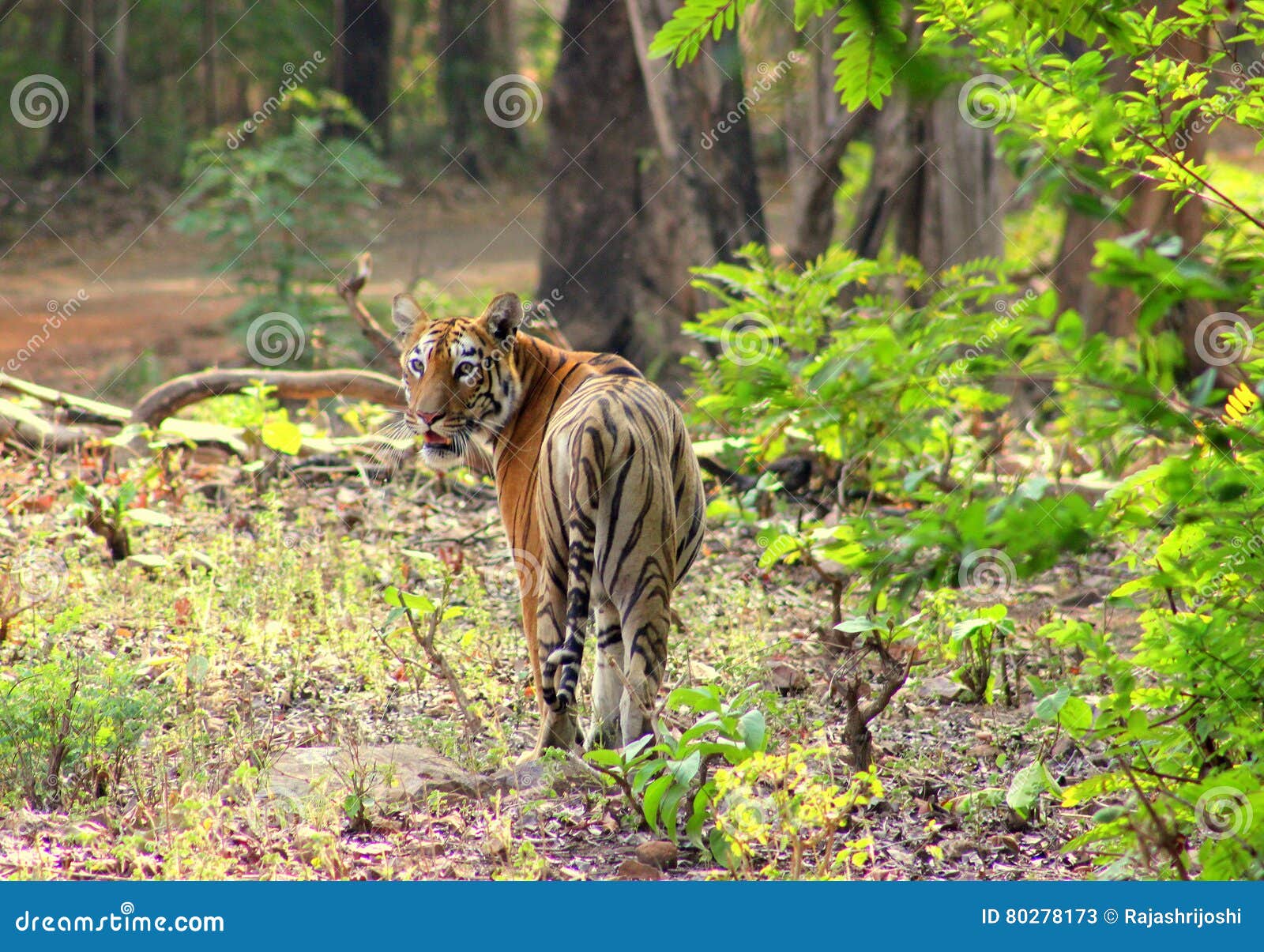 Tigress in the forest stock image. Image of exotic, animal - 80278173