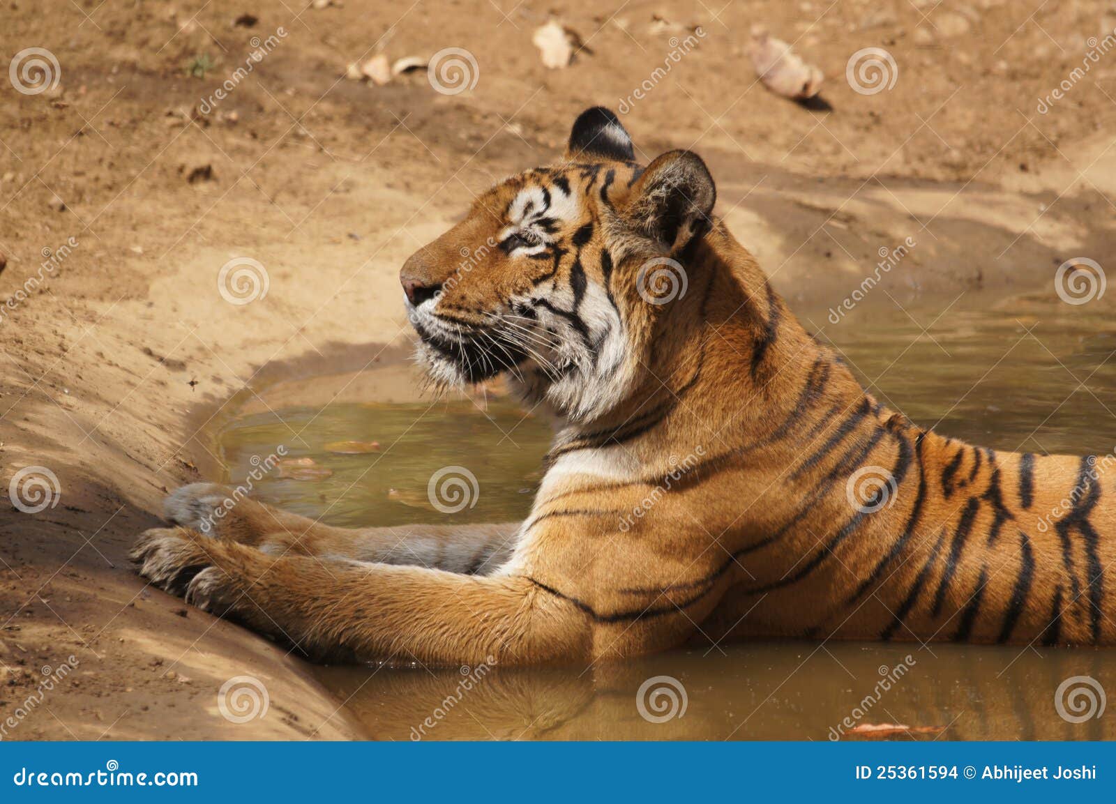 Tigress Sitting in Water Cooling Off Stock Photo - Image of water ...