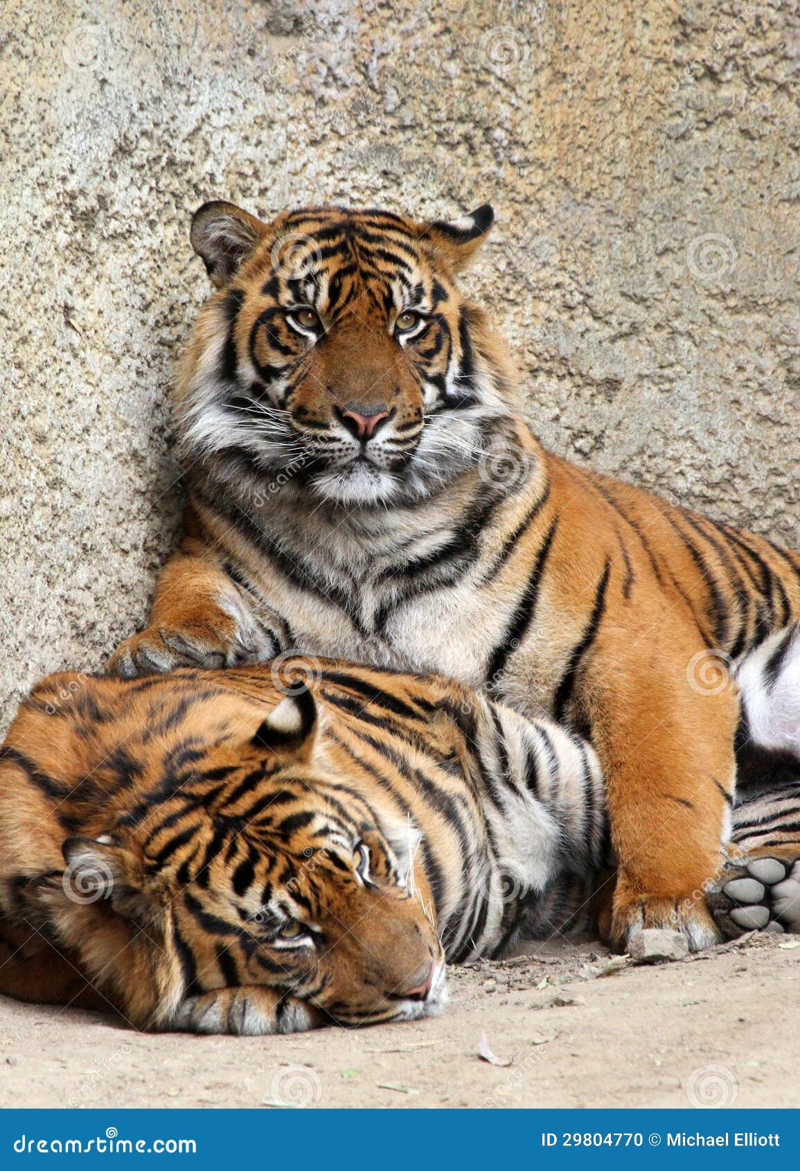 Tigri fotografia stock. Immagine di india, osservare - 29804770