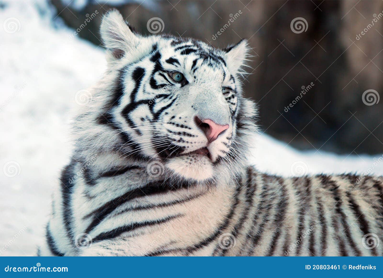 Tigri Bianche Animale Image Of TIGRI BIANCHE DEL BENGALA CON CUCCIOLI