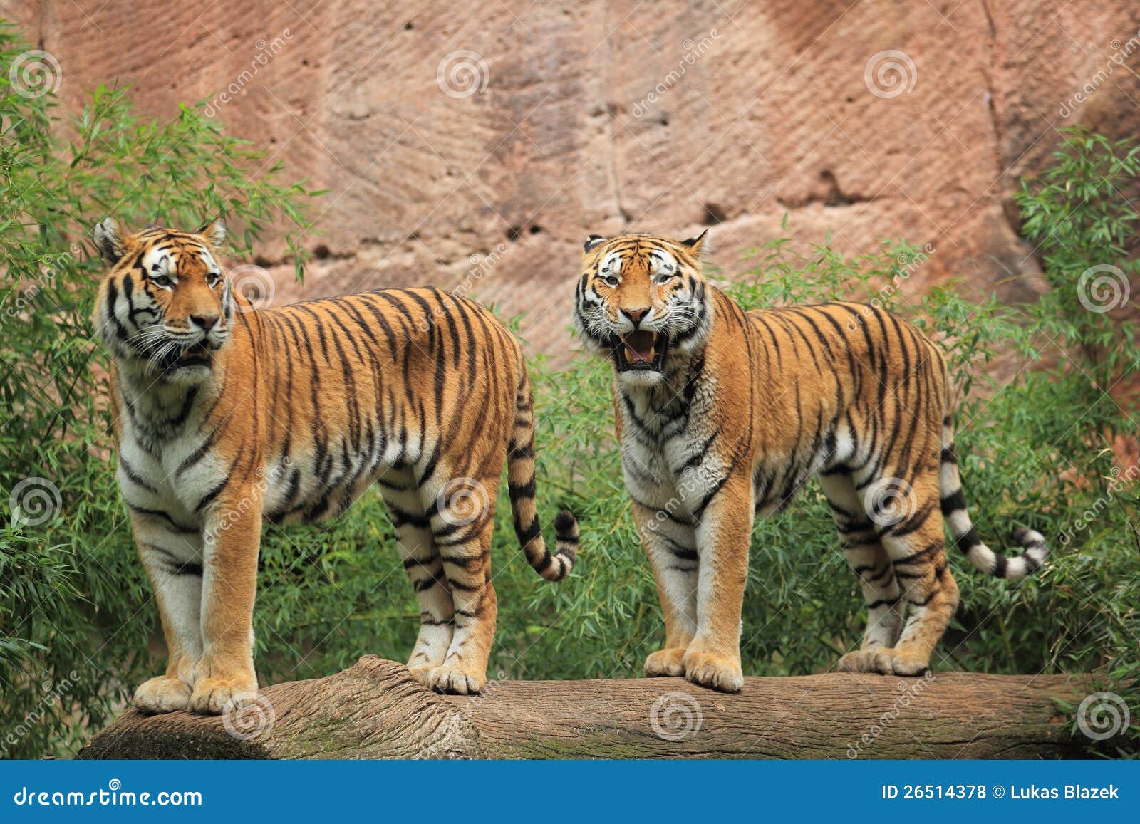 Tigri siberiane fotografia stock. Immagine di coppie - 26514378