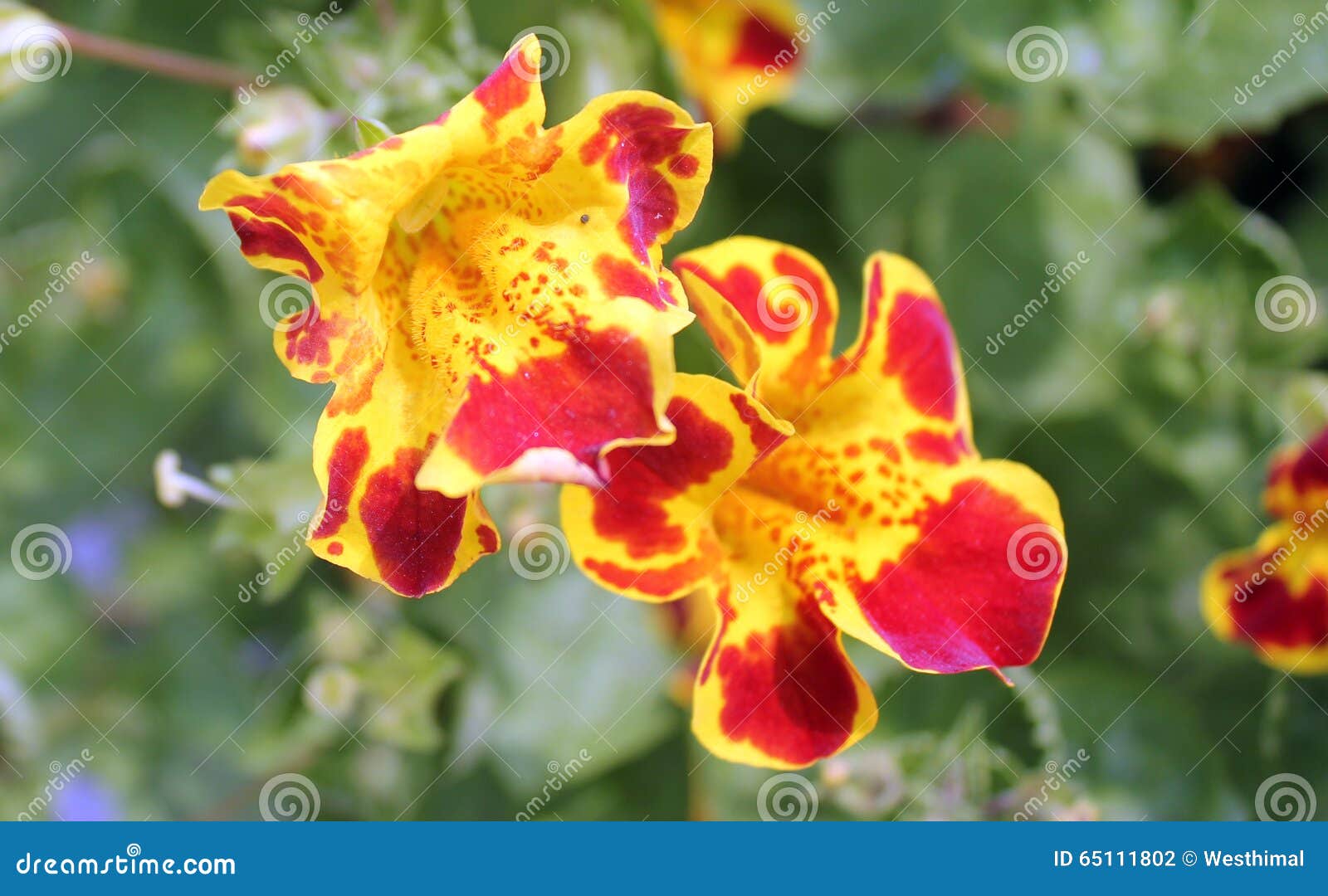 Tigrinus Di Mimulus, Tiger Monkey Flower Fotografia Stock - Immagine di ...