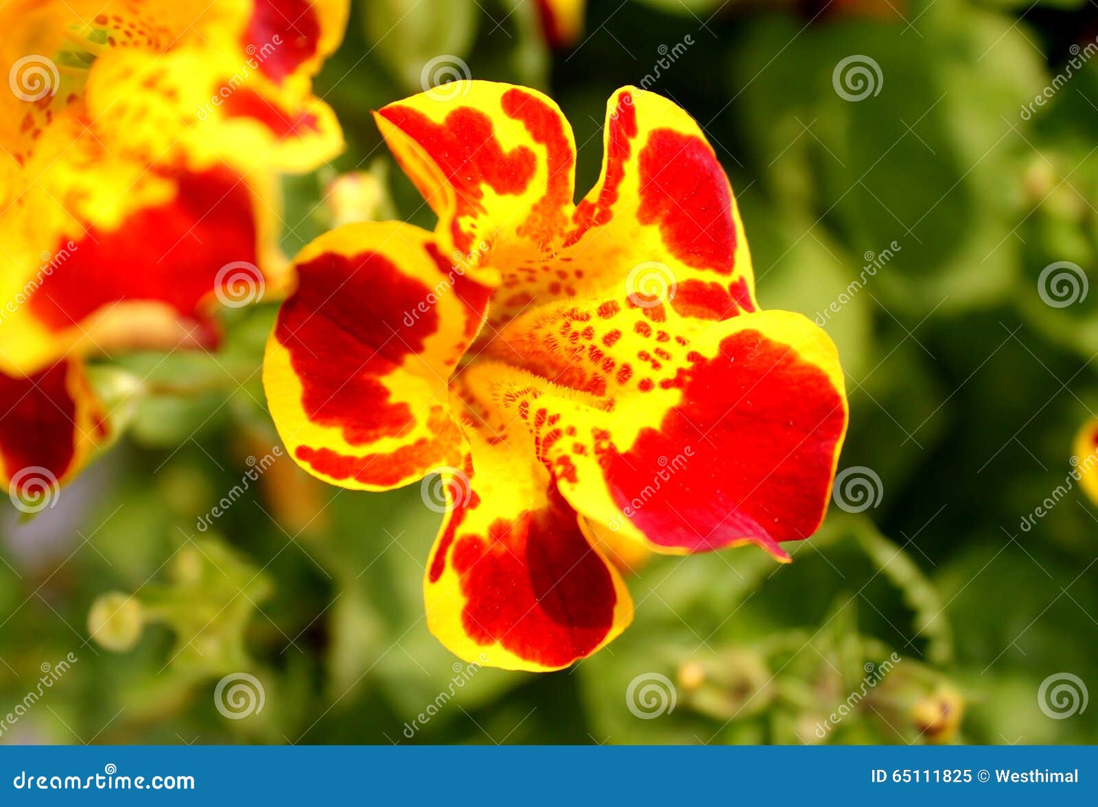 Tigrinus Di Mimulus, Tiger Monkey Flower Immagine Stock - Immagine di ...