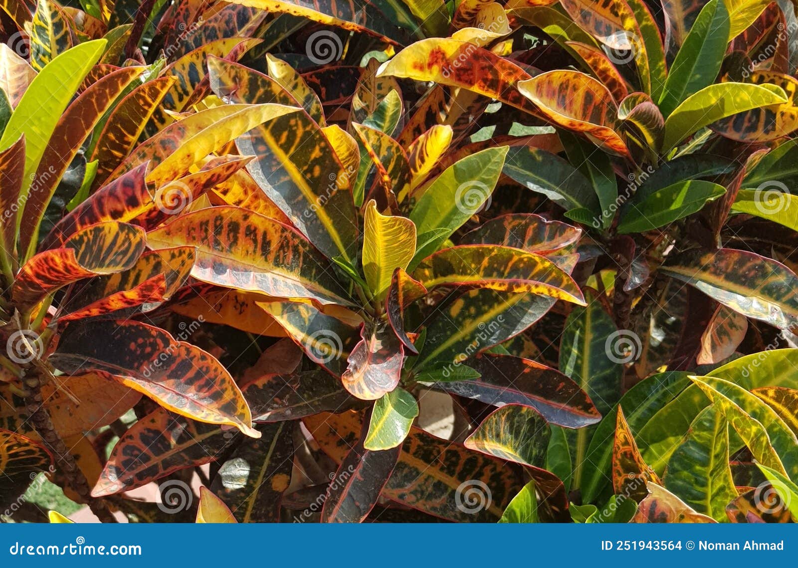 Tigroid Photos - Free & Royalty-Free Stock Photos from Dreamstime