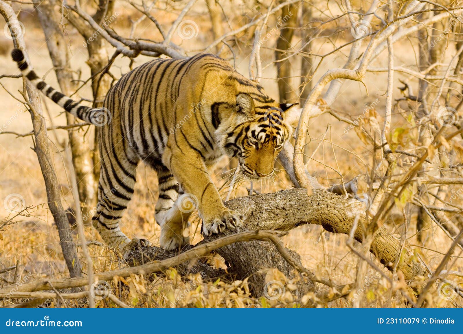 Tijger stock afbeelding. Image of genaturaliseerd, tijger - 23110079