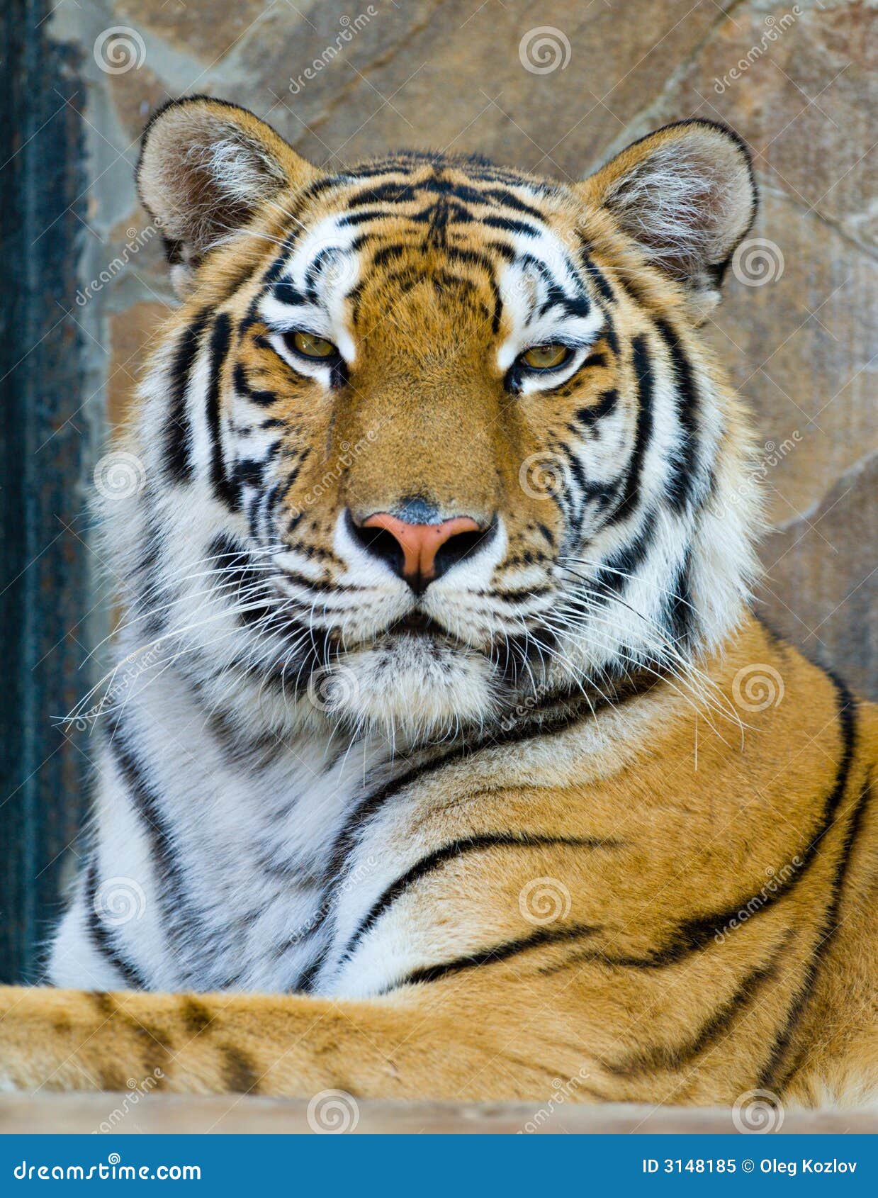 Tijger stock afbeelding. Image of ogen, strepen, kleur - 3148185