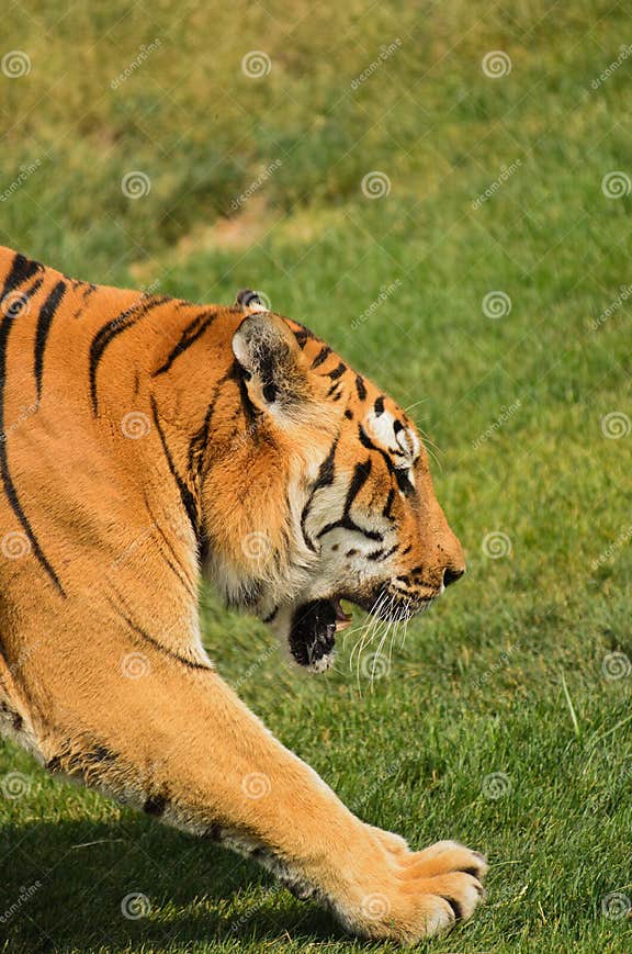 Tijger stock afbeelding. Image of wijfje, prooi, jacht - 31942717