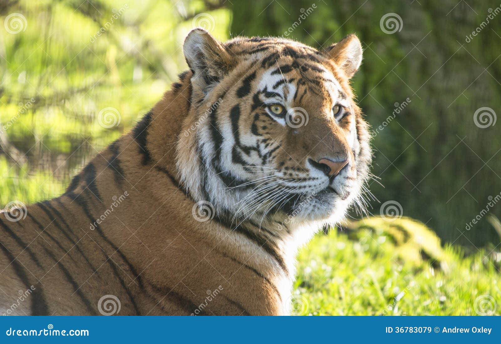 Tijger stock afbeelding. Image of kijken, tijger, strepen - 36783079