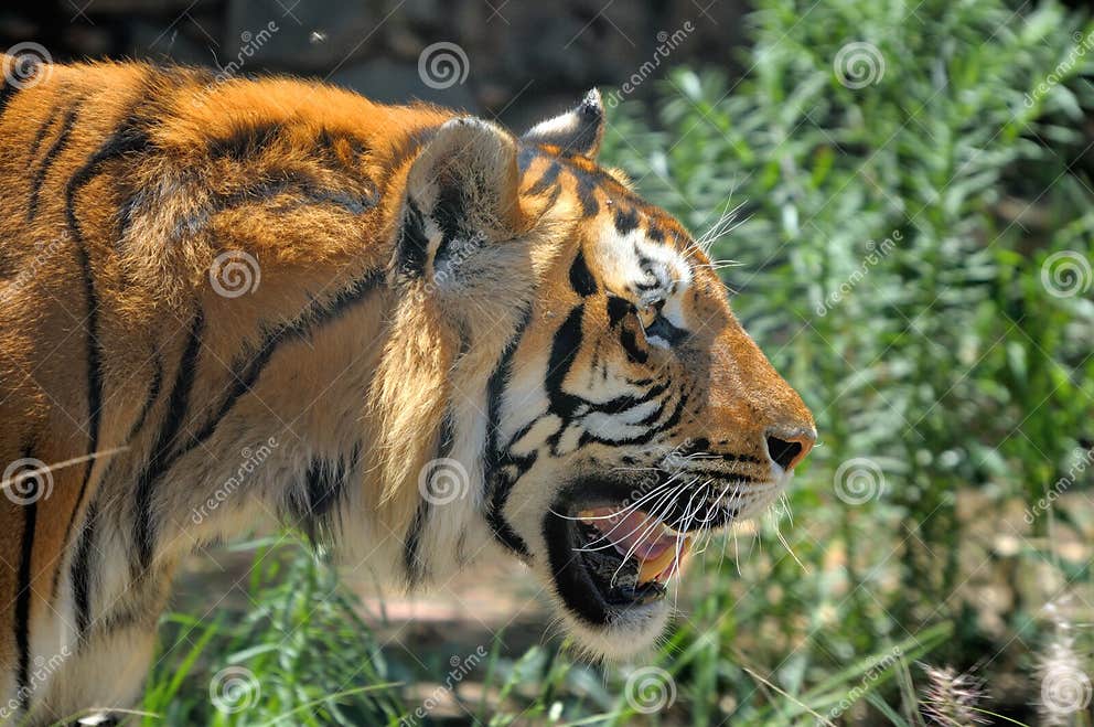 Tijger stock afbeelding. Image of wild, azië, dier, bont - 36904749