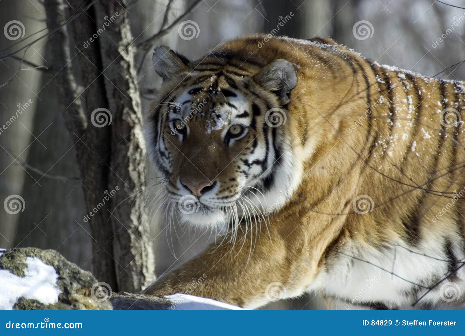 Tijger stock afbeelding. Image of hout, prooi, jager, sterk - 84829