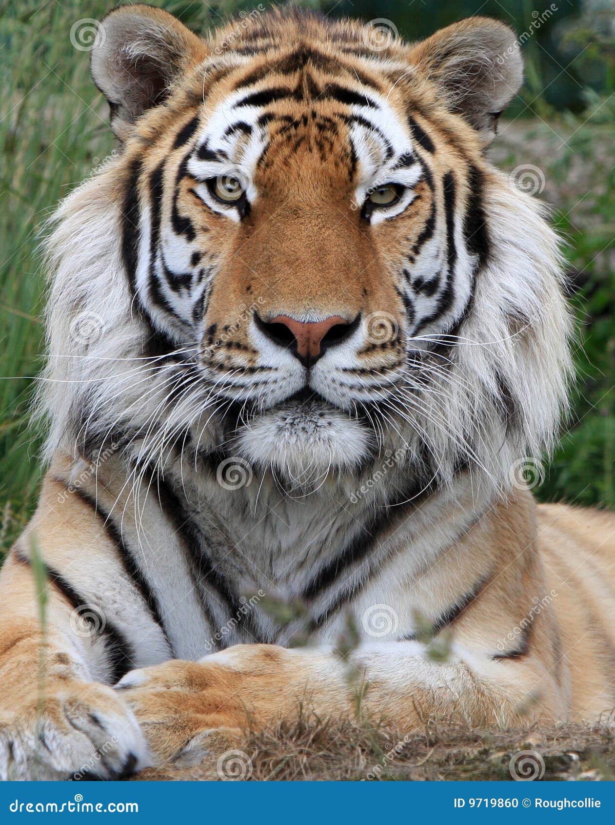 Tijger stock foto. Image of uitziend, vorstelijk, direct - 9719860