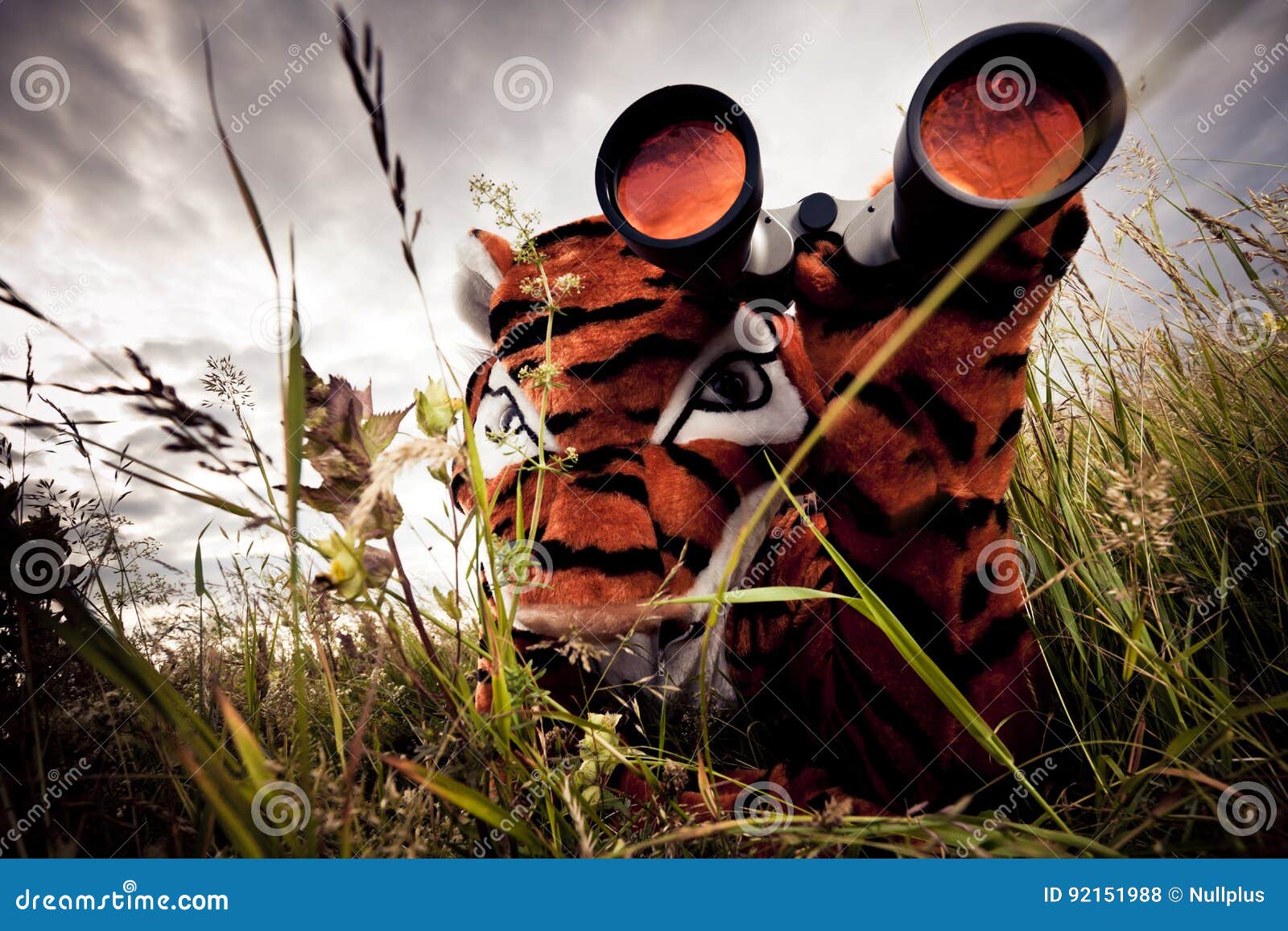 Tijger die prooi zoekt stock foto. Image of gestreept - 92151988