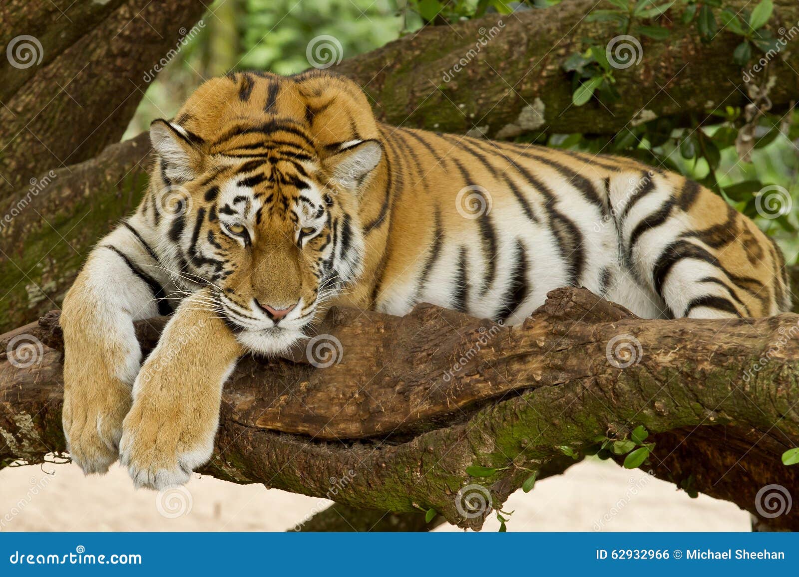 Tijger in een boom stock foto. Image of bengalen, dieren - 62932966