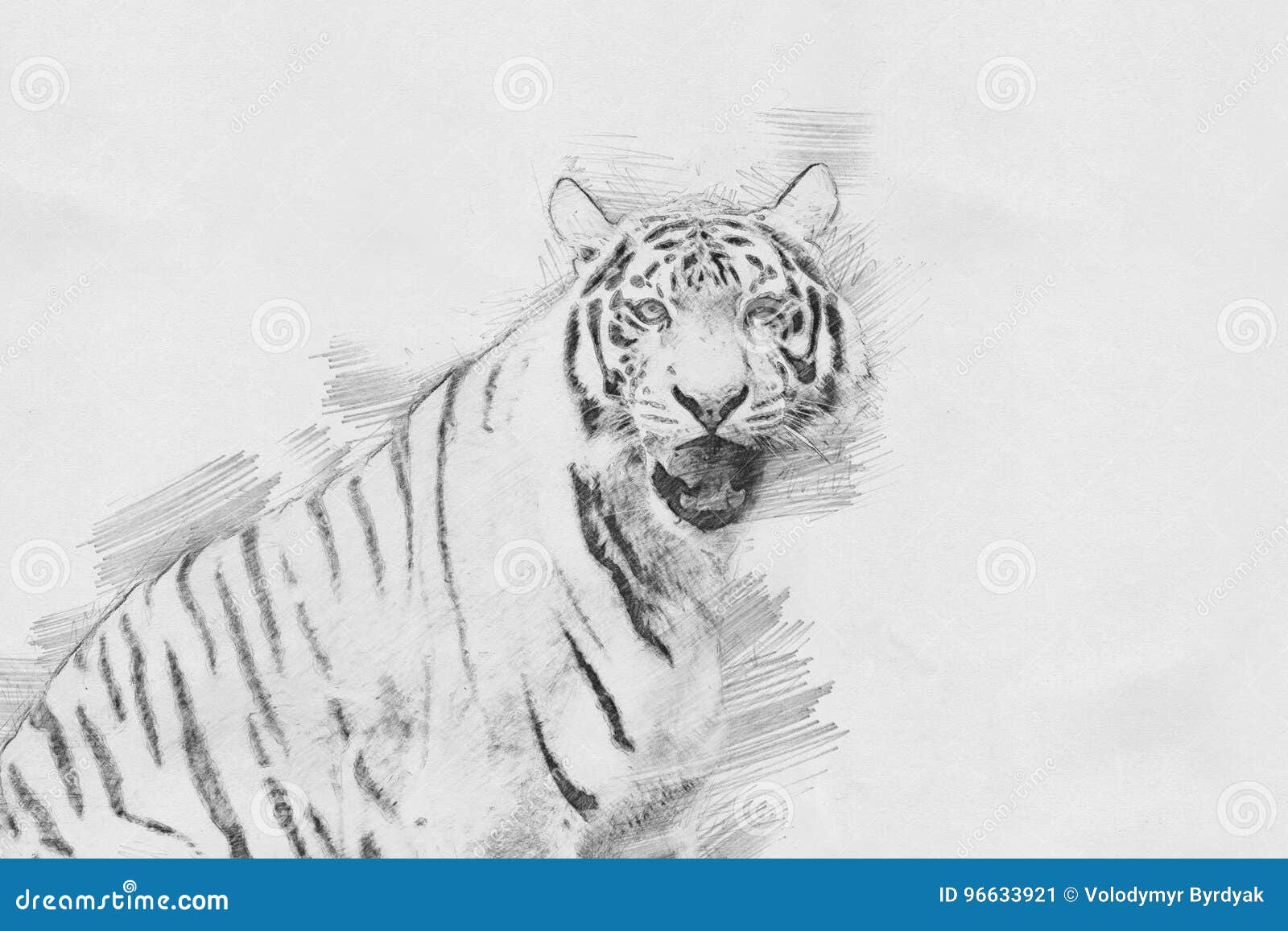 Tijger Schets met potlood stock illustratie. Illustration of carnivoor ...
