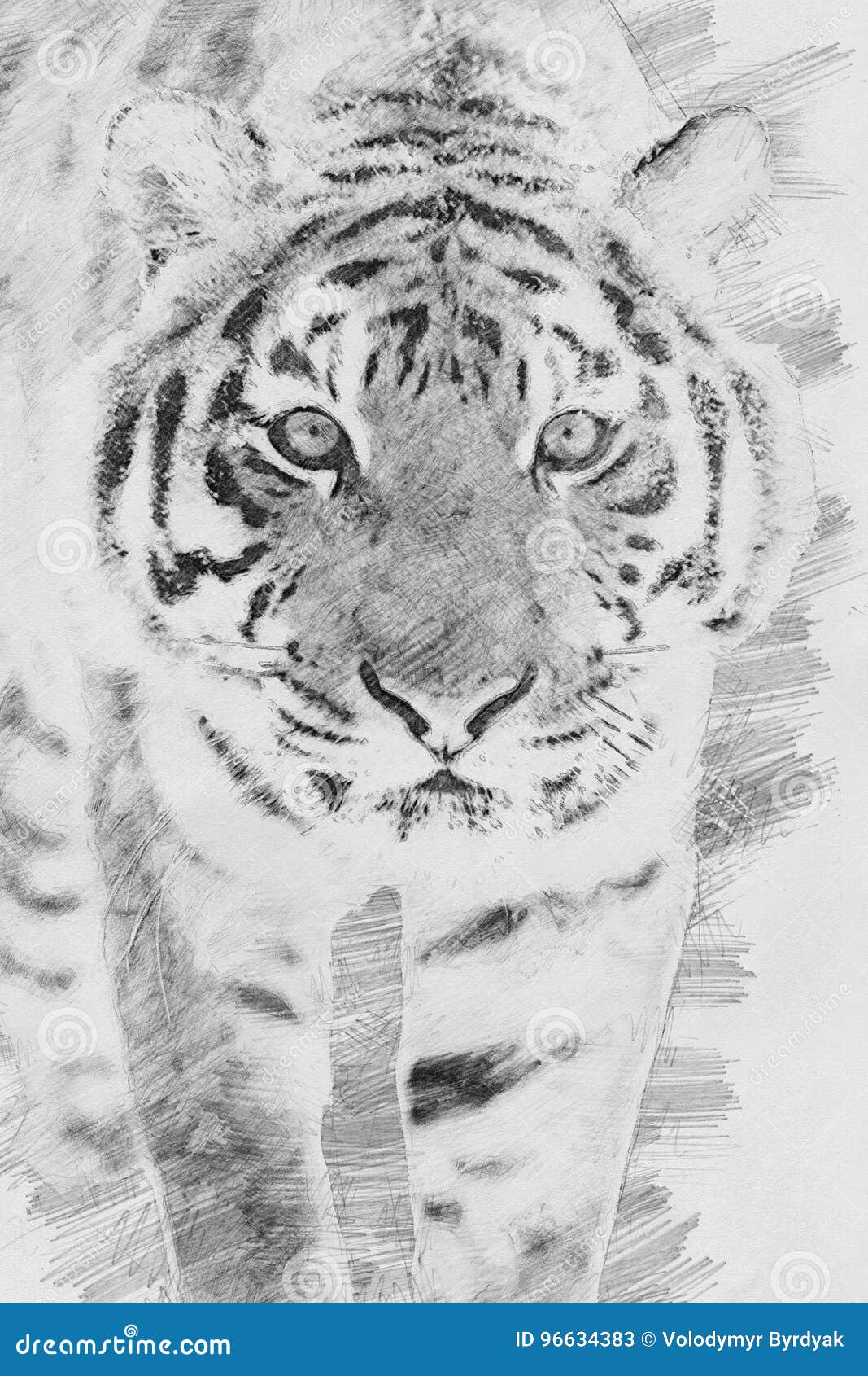 Tijger Schets met potlood stock illustratie. Illustration of portret ...