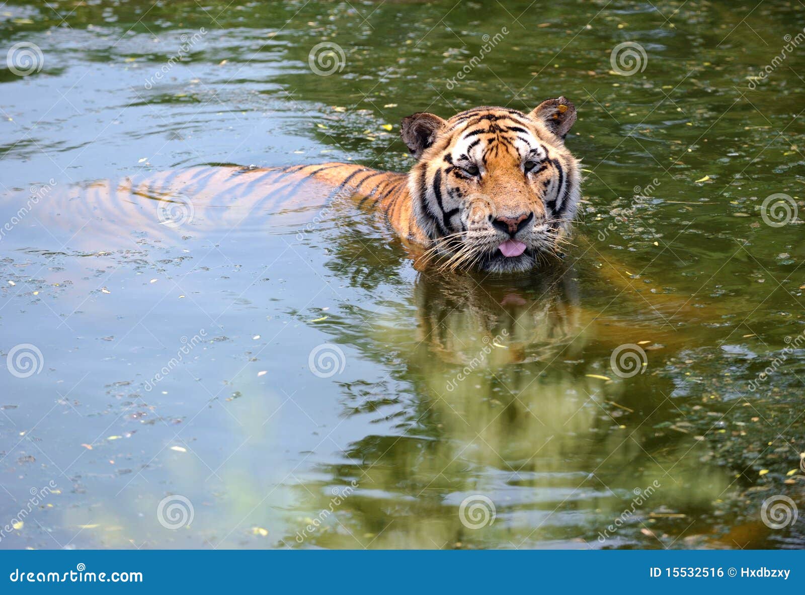 Tijger in water stock foto. Image of uitziend, nave, zwembad - 15532516