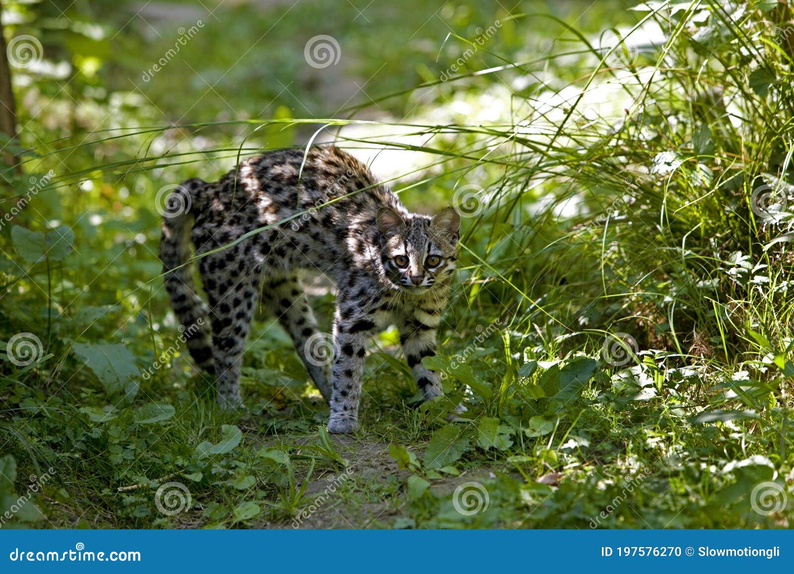 Tijgerkat of Oncilla Leopardus Tigrinus in Defensieve Houding Stock ...