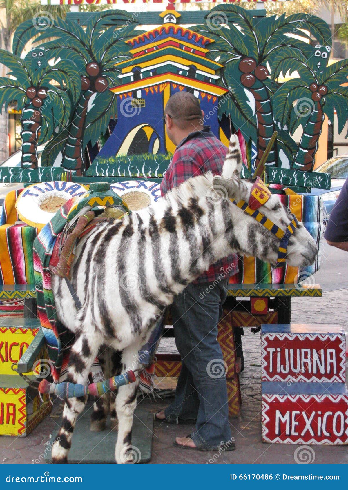 Tijuana Zebra photo éditorial. Image du tijuana, escroquer - 66170486